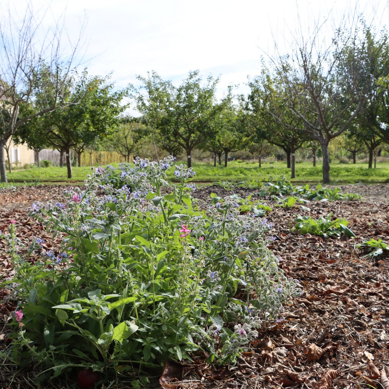 Le potager-fruitier - Château de La Roche-Guyon