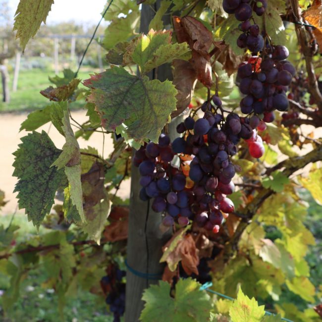 Le potager-fruitier - Château de La Roche-Guyon